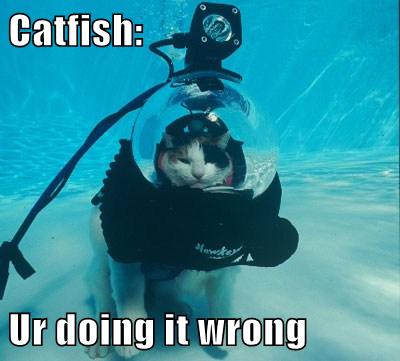 Heeerrrreee Fishy Fishy Fishy! - Lolcats - lol | cat memes | funny cats ...
