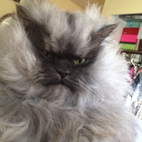 I Can Has Cheezburger? - colonel meow - Funny Animals Online - Cheezburger