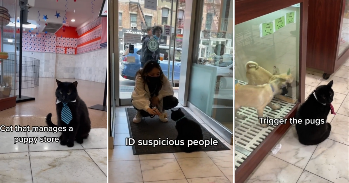 Black Cat Jeremy Is A Purrfessional Operations Manager At Citipups - I ...