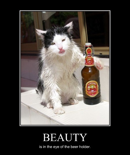 Beer Cat Memes