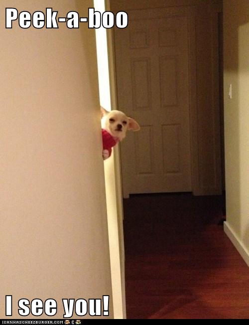 I Has A Hotdog - peek a boo - Funny Dog Pictures | Dog Memes | Puppy ...