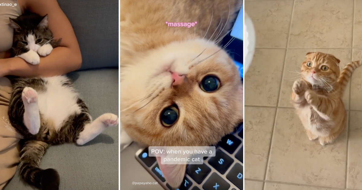 I Can Has Cheezburger? - manipulative - Funny Animals Online - Cheezburger