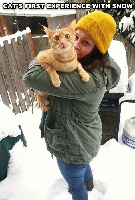 And Last! - Lolcats - lol | cat memes | funny cats | funny cat pictures ...