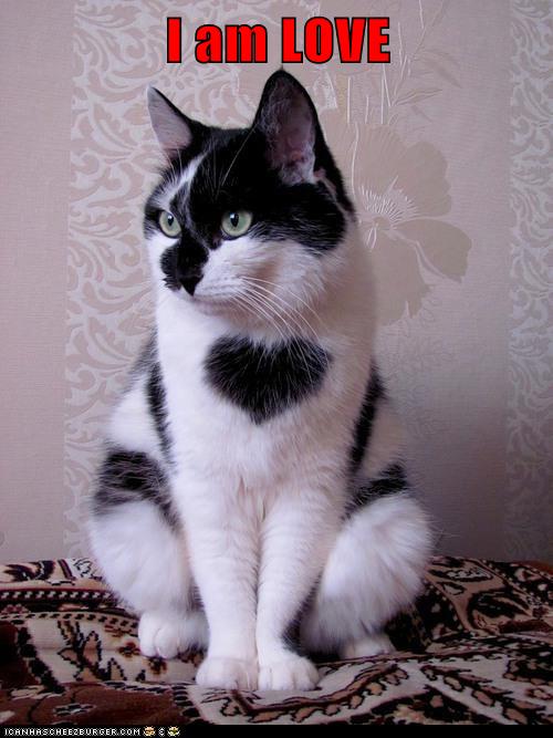 I Can't Escape it - Lolcats - lol | cat memes | funny cats | funny cat ...