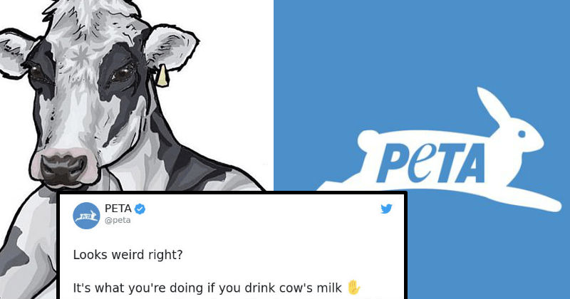 Twitter's Horny For PETA's Strangely Sexual Breastfeeding Cow ...