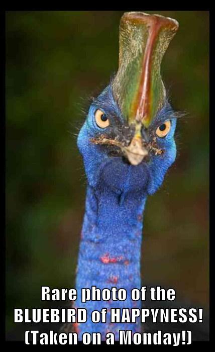 I Can Has Cheezburger? - mondays - Page 6 - Funny Animals Online ...