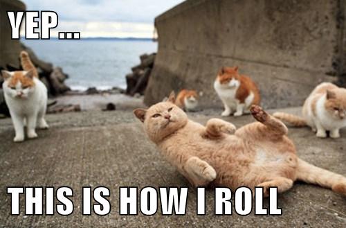 They See Me Rollin' - Lolcats - lol | cat memes | funny cats | funny ...