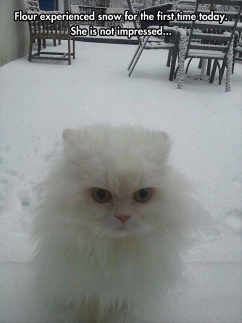 Lolcats - cold - Page 2 - LOL at Funny Cat Memes - Funny cat pictures ...