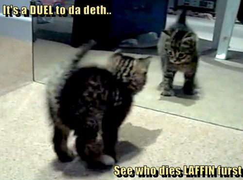 It's a DUEL to da deth.. See who dies LAFFIN furst - Lolcats - lol ...