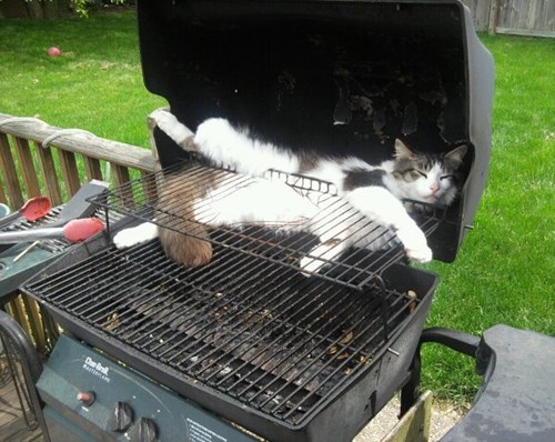 Lolcats - bbq - LOL at Funny Cat Memes - Funny cat pictures with words ...