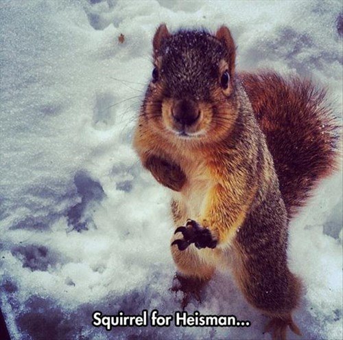 Look at That Form! - Animal Comedy - Animal Comedy, funny animals ...