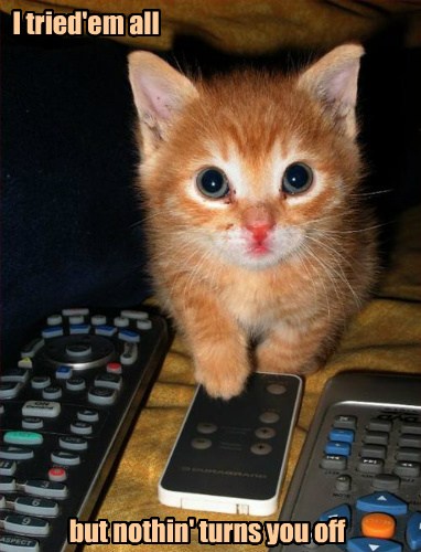 Where Is The Hoomin Remote? - Lolcats - lol | cat memes | funny cats ...