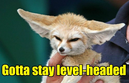 Animal Comedy - fennec fox - Animal Comedy - Animal Comedy, funny ...