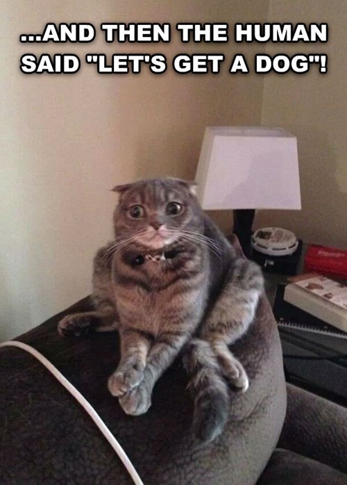 You Can't Be Serious! - Lolcats - lol | cat memes | funny cats | funny ...