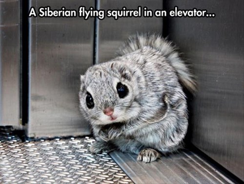 Animal Comedy - flying squirrel - Animal Comedy - Animal Comedy, funny ...