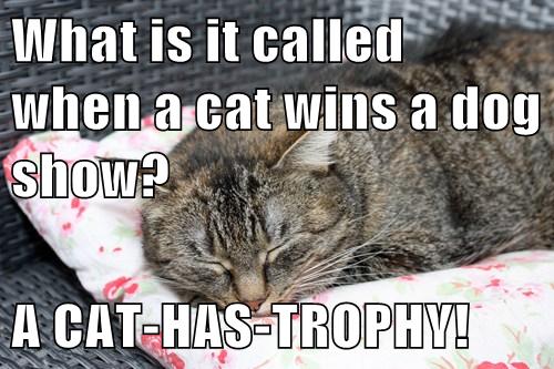 They're Always Winners - Lolcats - lol | cat memes | funny cats | funny ...