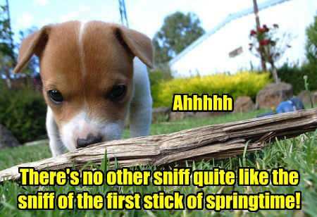 It Smells Just Like Fetch! - I Has A Hotdog - Dog Pictures - Funny ...