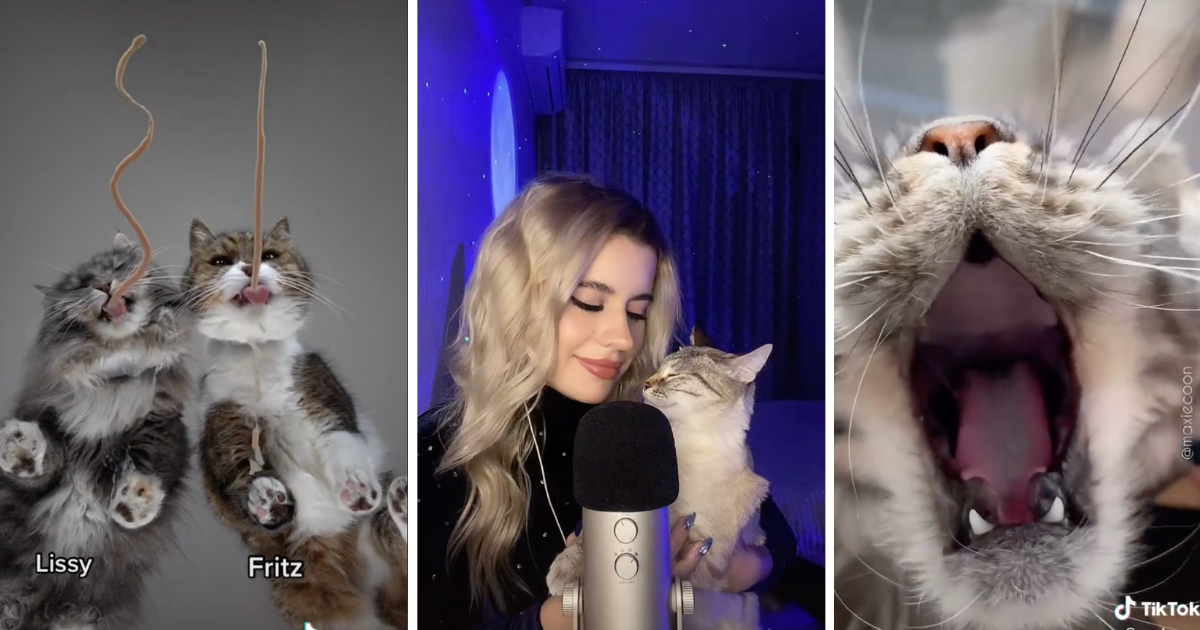 TikTok Cat ASMR: Soothing Yawns, Purrs, And Meows - I Can Has Cheezburger?