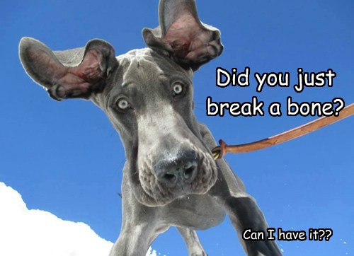 Just Throw it! I'm Waiting... - I Has A Hotdog - Dog Pictures - Funny ...