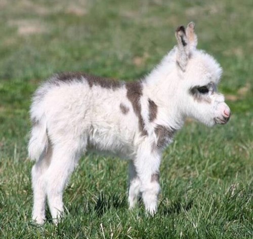 Adorable Donkey Fuzz - Daily Squee - Cute Animals - Cute Baby Animals ...