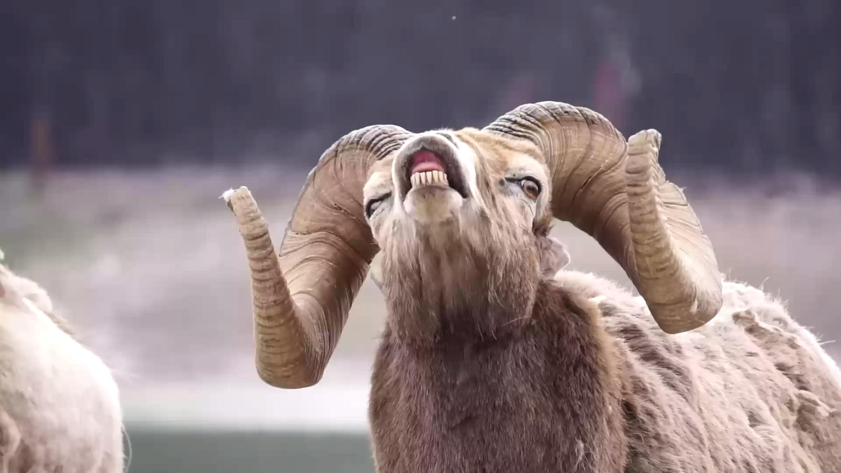 The Internet Couldn't Help but Photoshop This Derpy Bighorn Sheep - I ...