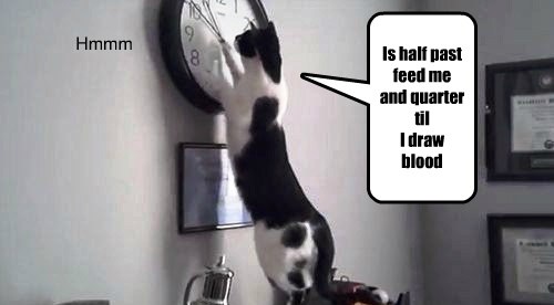 Cats Have Their Own Way of Keeping Time - Lolcats - lol | cat memes ...