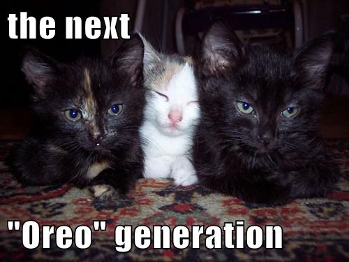 Lolcats - Oreos - LOL at Funny Cat Memes - Funny cat pictures with ...
