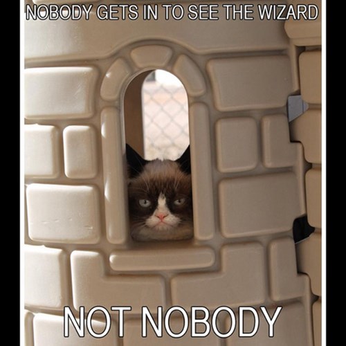 Not No How! - Lolcats - lol | cat memes | funny cats | funny cat ...