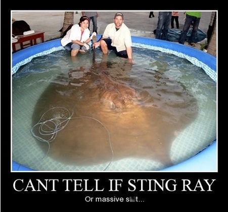 Please Let it Be a Stingray - Very Demotivational - Demotivational ...