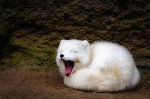 Sleepy Fox Fluff - Daily Squee - Cute Animals - Cute Baby Animals ...