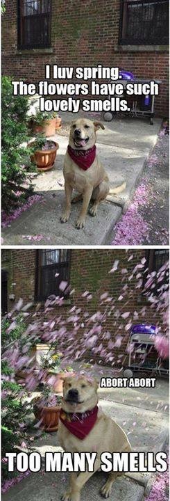 I Can Has Cheezburger? - spring - Page 3 - Funny Animals Online ...