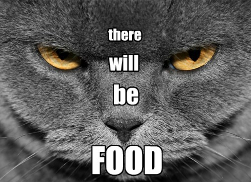 Or Else! - Lolcats - lol | cat memes | funny cats | funny cat pictures ...