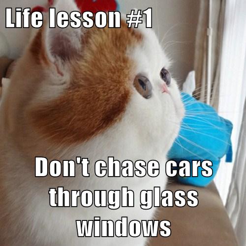Life lesson #1 - Lolcats - lol | cat memes | funny cats | funny cat ...