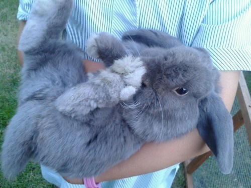 I Has Fuzzy Toeses! - Daily Squee - Cute Animals - Cute Baby Animals ...