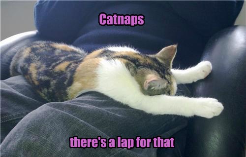 Laps are Better Than Apps - Lolcats - lol | cat memes | funny cats ...