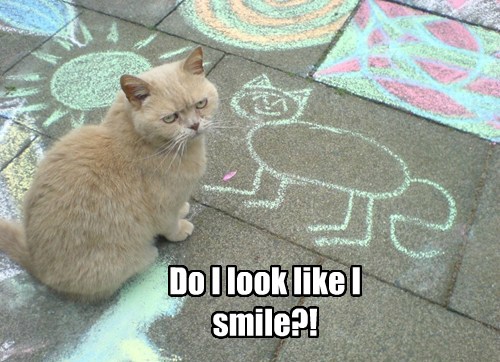 Lolcats - frown - LOL at Funny Cat Memes - Funny cat pictures with words on them - lol | cat ...