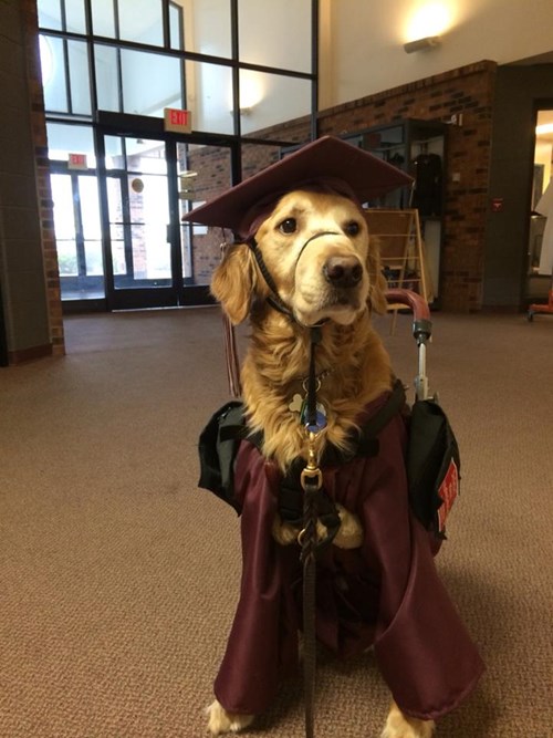 I Has A Hotdog - graduation - Funny Dog Pictures | Dog Memes | Puppy ...