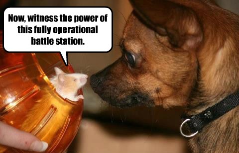 Fetch...If You Dare! - I Has A Hotdog - Dog Pictures - Funny pictures ...