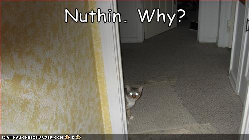 That's a Guilty Cat if I've Ever Seen One... - Lolcats - lol | cat ...