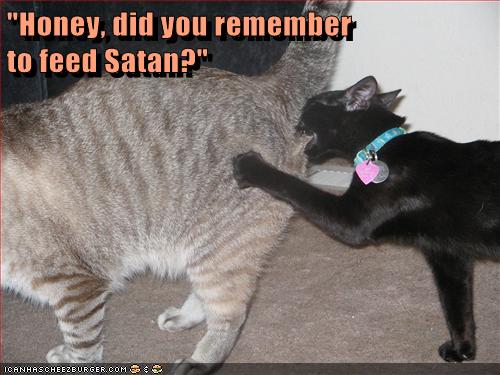 Lolcats - biting - LOL at Funny Cat Memes - Funny cat pictures with ...