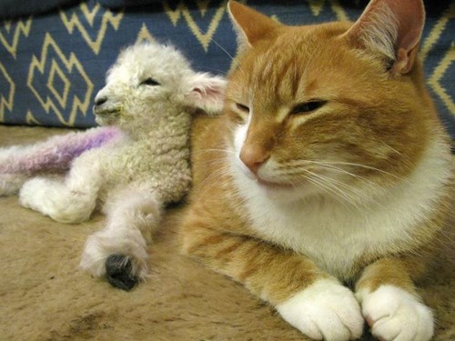 Daily Squee - Page 10 - Cute Animals in the Cutest Pictures Ever and ...