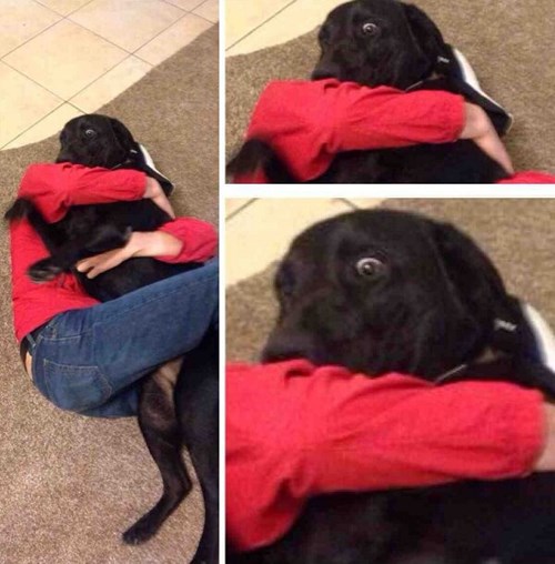 Too Much. Too Much! TOO MUCH! - I Has A Hotdog - Dog Pictures - Funny ...