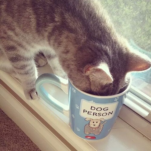 You're Not Helping Your Case... - Lolcats - lol | cat memes | funny ...