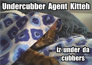 Lolcats - sleeping - Page 3 - LOL at Funny Cat Memes - Funny cat ...