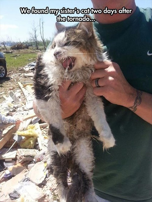 A Very Lucky Cat - WIN! - epic win photos