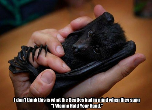 I Don't Think I Can Take This Eight Days a Week... - Animal Comedy ...