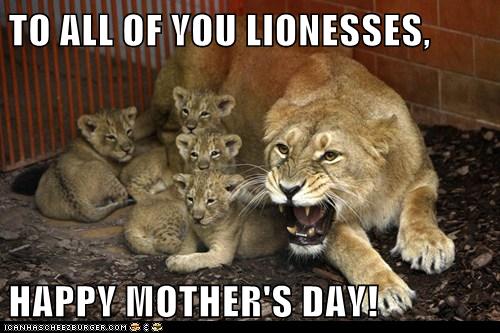 Lioness Roaring At Lion Meme