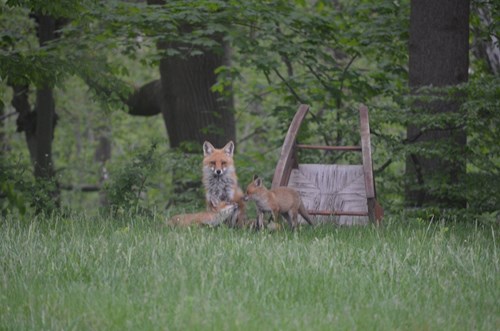 An Outing With the Kits - Daily Squee - Cute Animals - Cute Baby ...