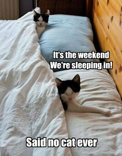 In an Alternate Universe, Maybe - Lolcats - lol | cat memes | funny ...