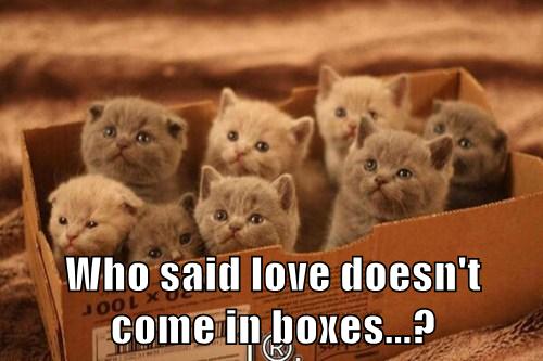 Lolcats - love - Page 4 - LOL at Funny Cat Memes - Funny cat pictures ...
